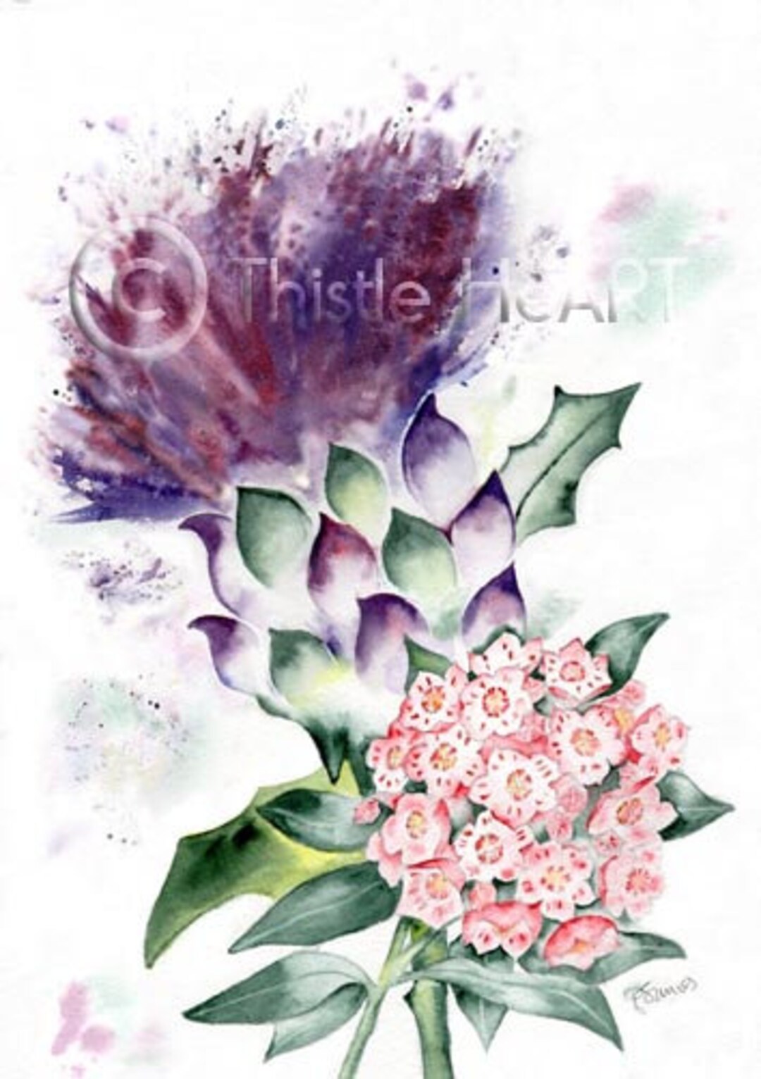 THISTLE MOUNTAIN LAUREL Scottish Art Print From Original Watercolour ...