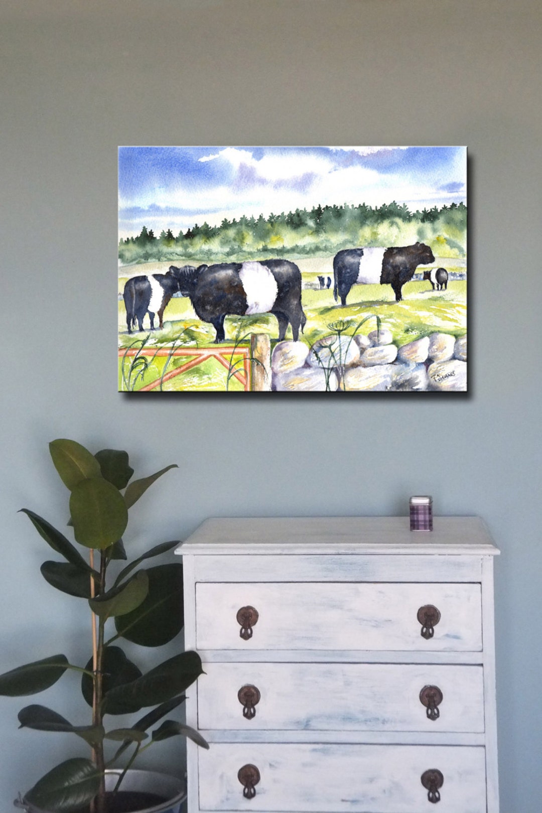 BELTED GALLOWAY WALL Scotland Art Canvas Print of Original Watercolour ...