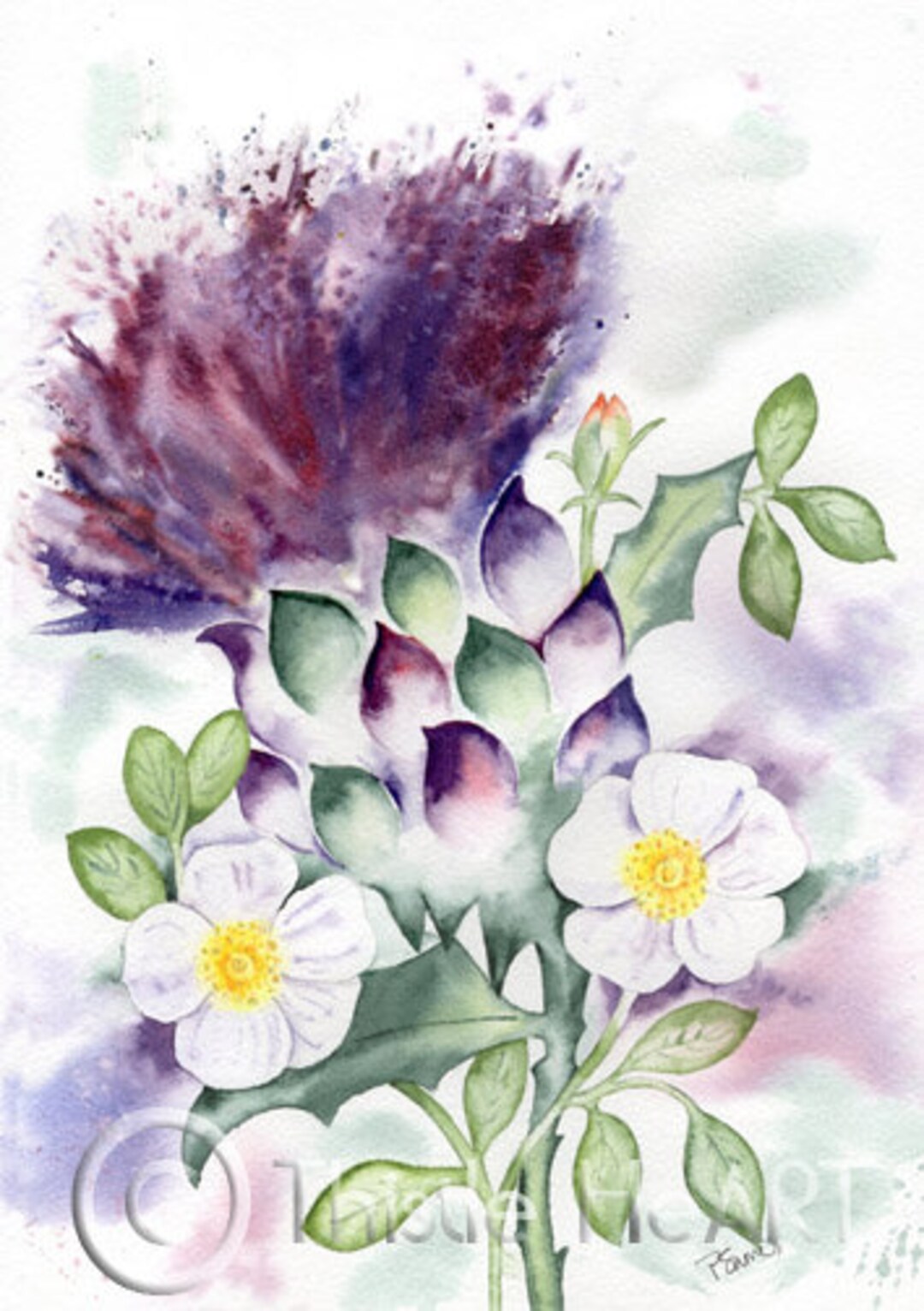 THISTLE CHEROKEE ROSE Scottish Art Print of Original Watercolour ...