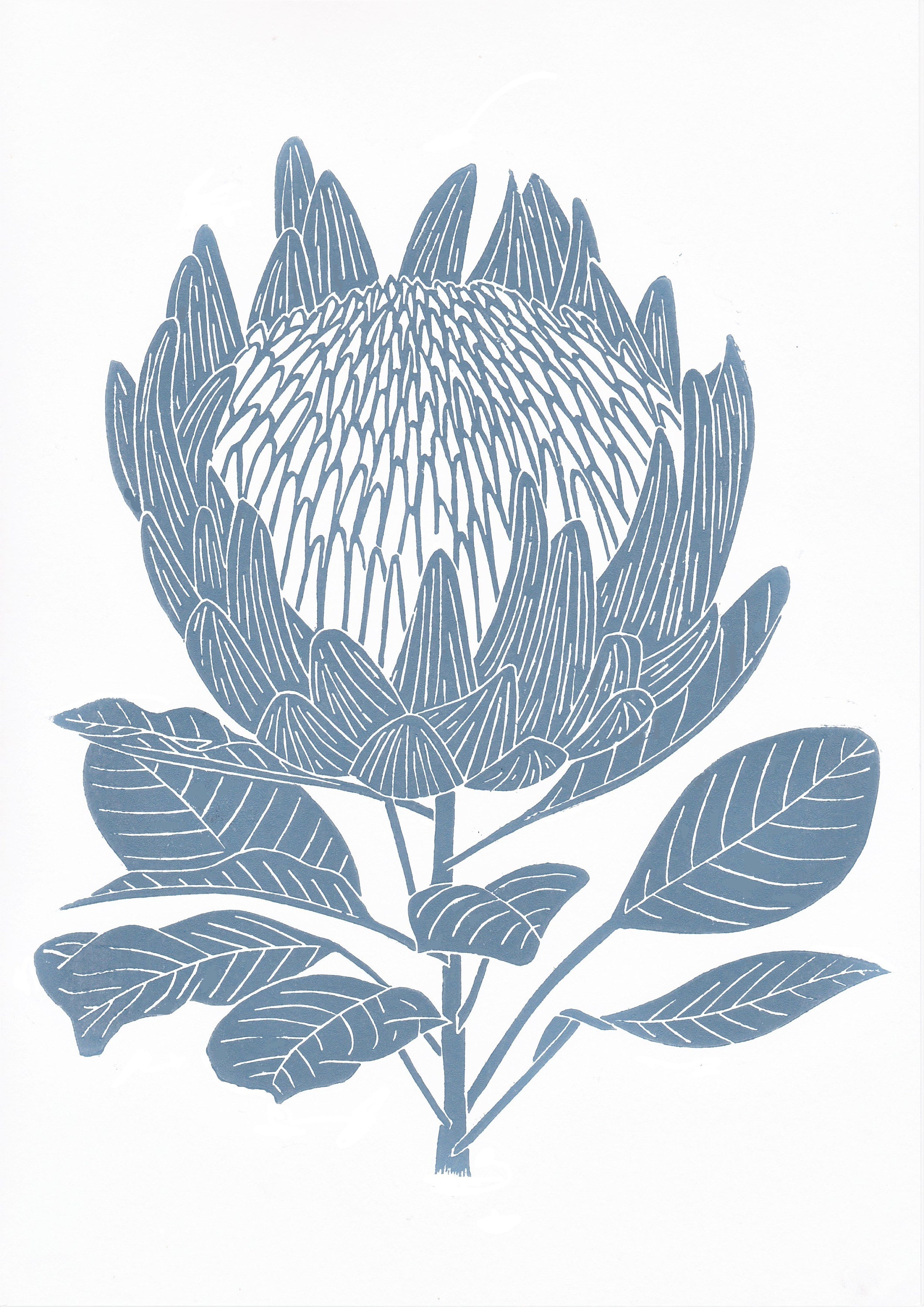 Protea, Original, Handmade, Linocut Print - Etsy
