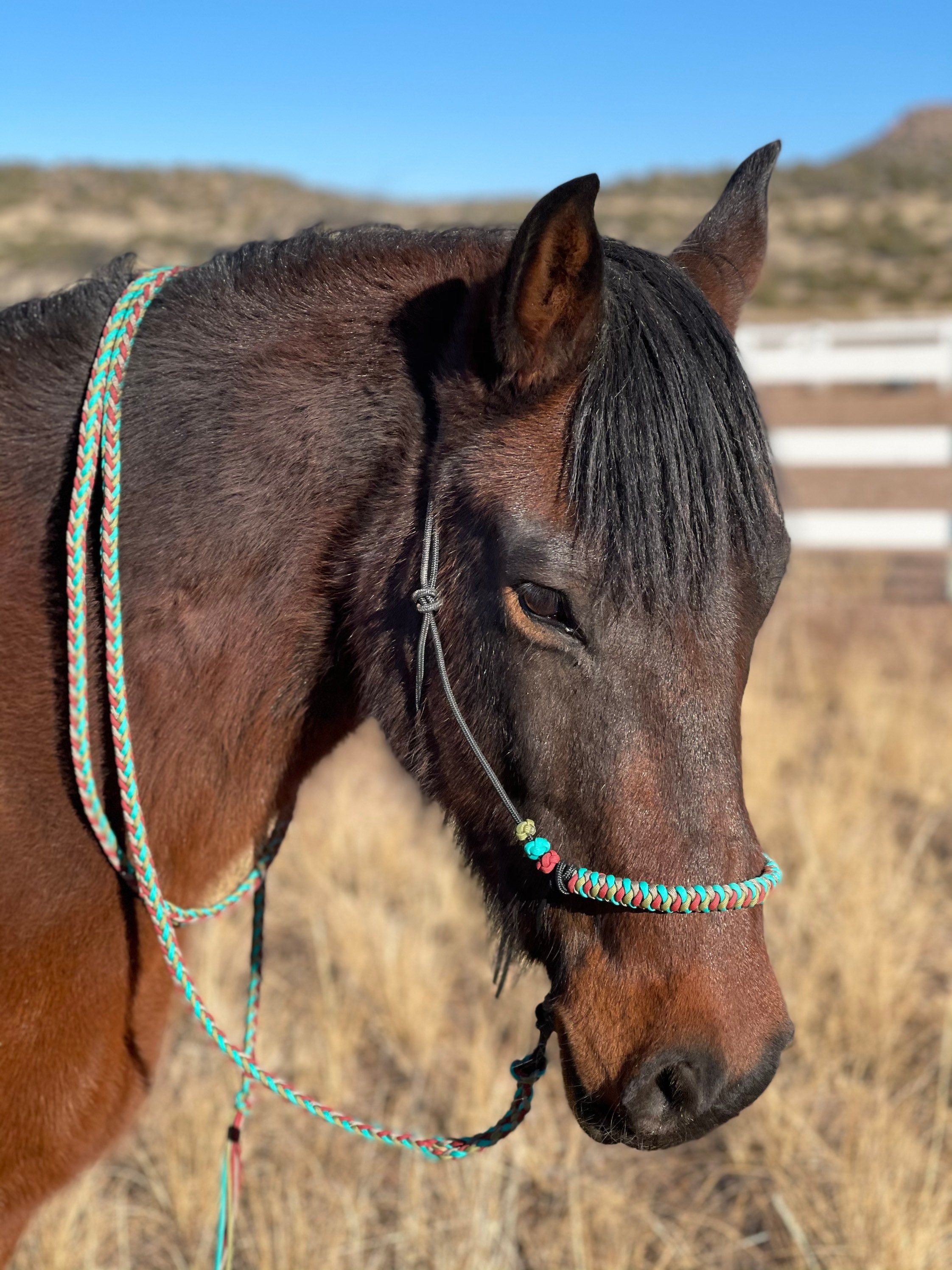 Thin stiff Rope Halter&Matching Lead-round braided noseband | Etsy