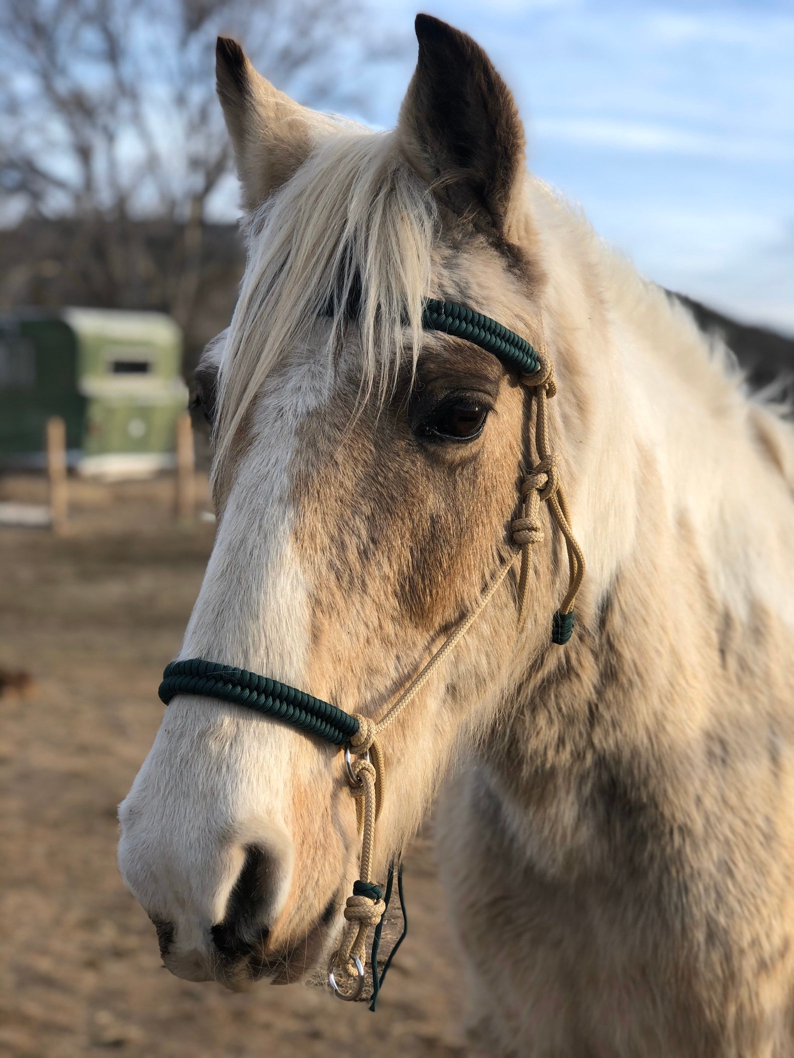 Soft Rope Halter Bitless Bridle Hackamore Woven Paracord - Etsy