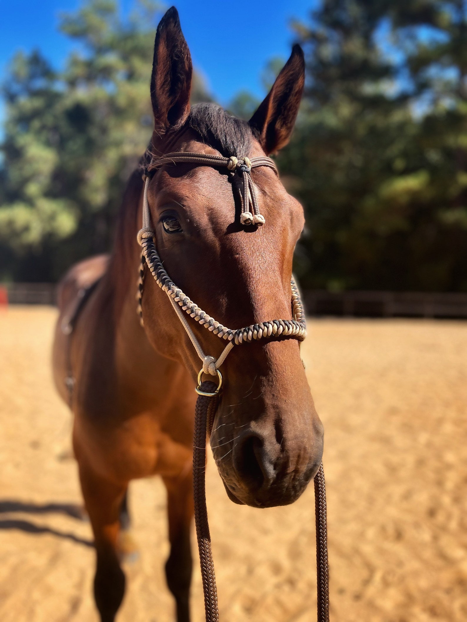 Soft Rope Bitless Bridle Loping Hackamore/ Sidepull Round - Etsy