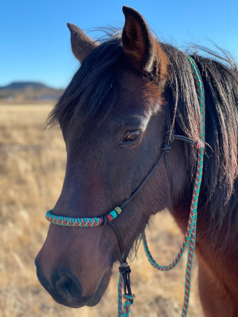 Thin Stiff Rope Halter-round Braided Overlay Horse Training | Etsy
