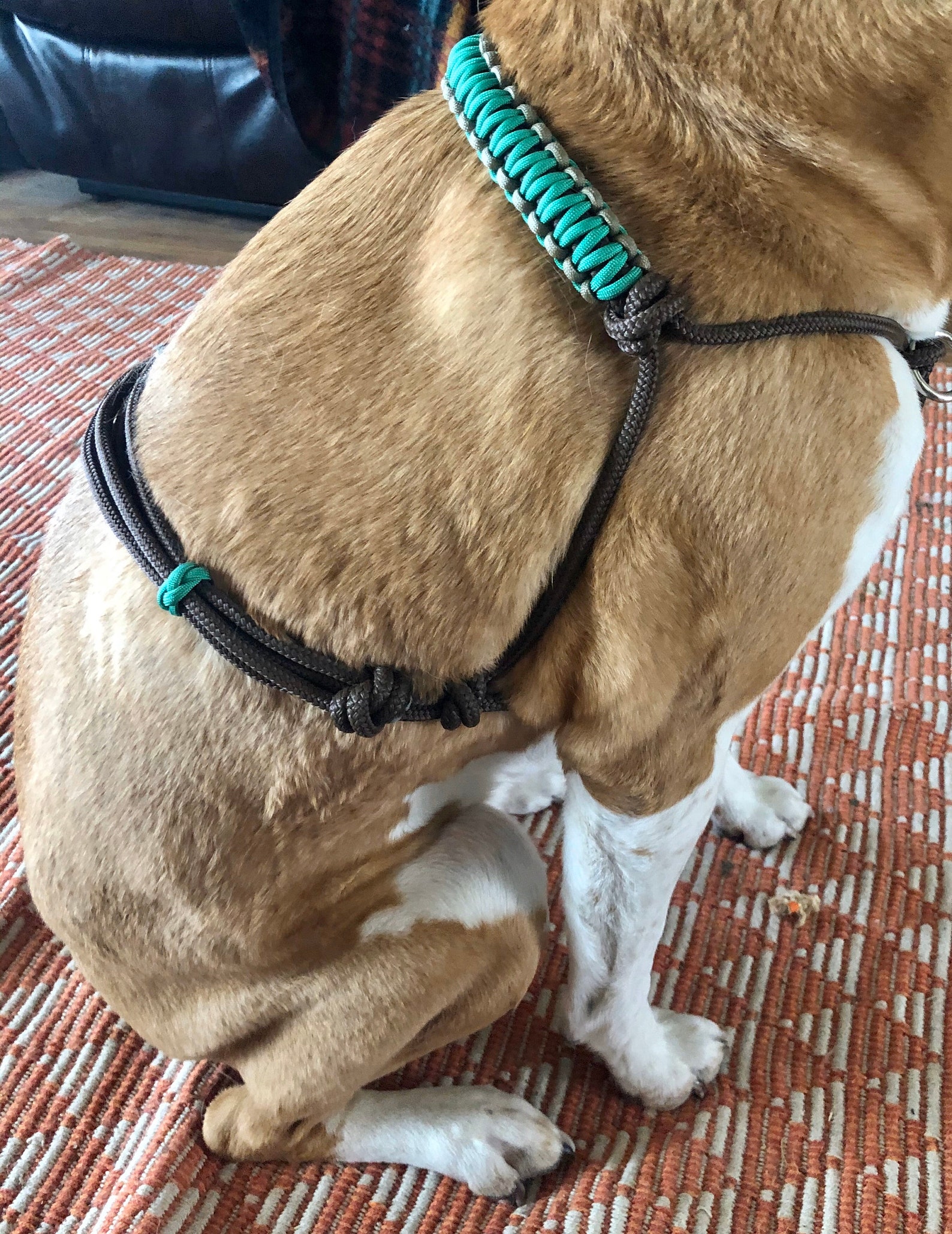 Knotted Rope Adjustable Dog Harness- Zigzag Paracord Overlay - Etsy