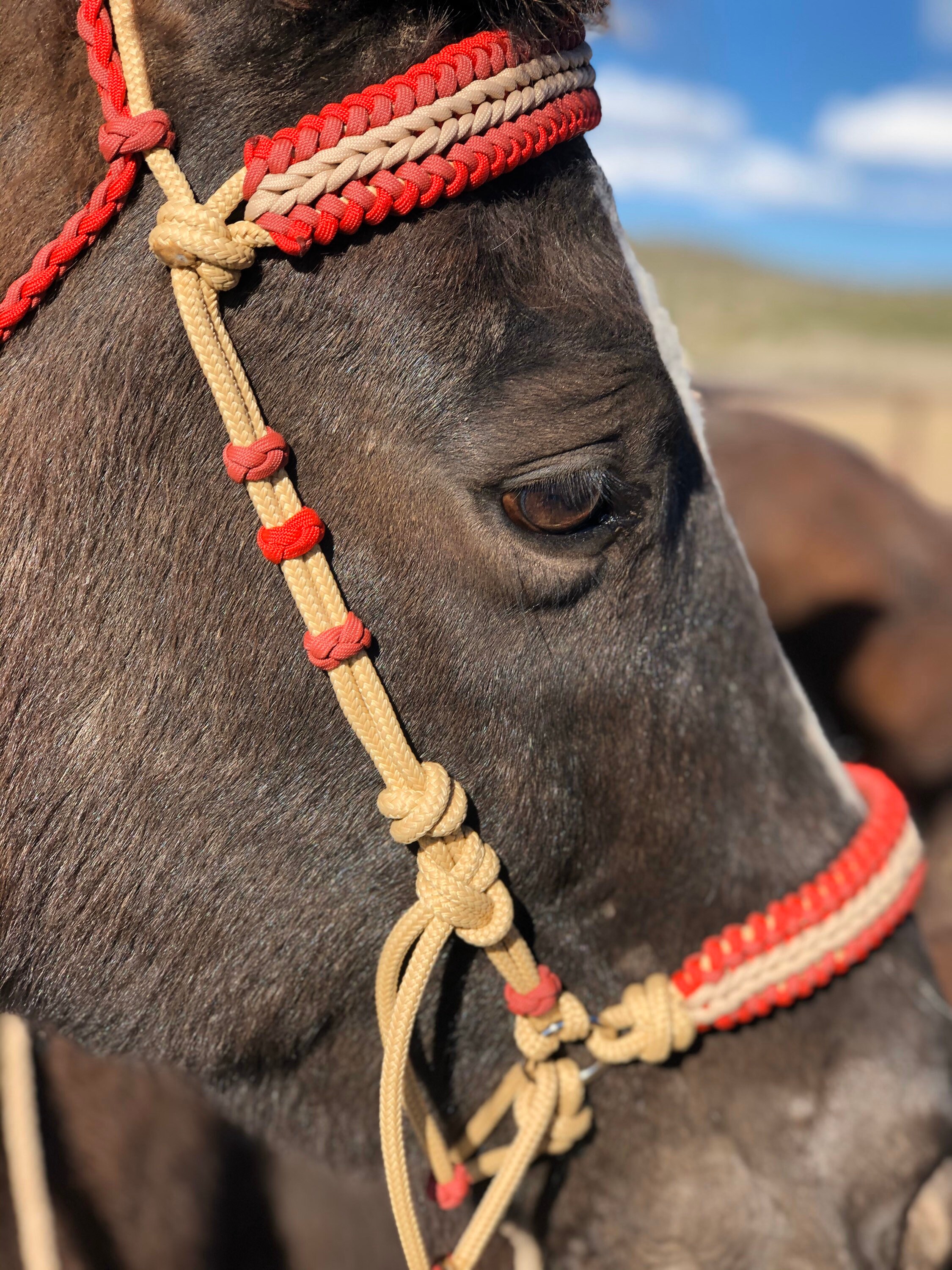 Knotted Soft Indian Hackamore Bitless Riding Adjunto Chevron - Etsy España