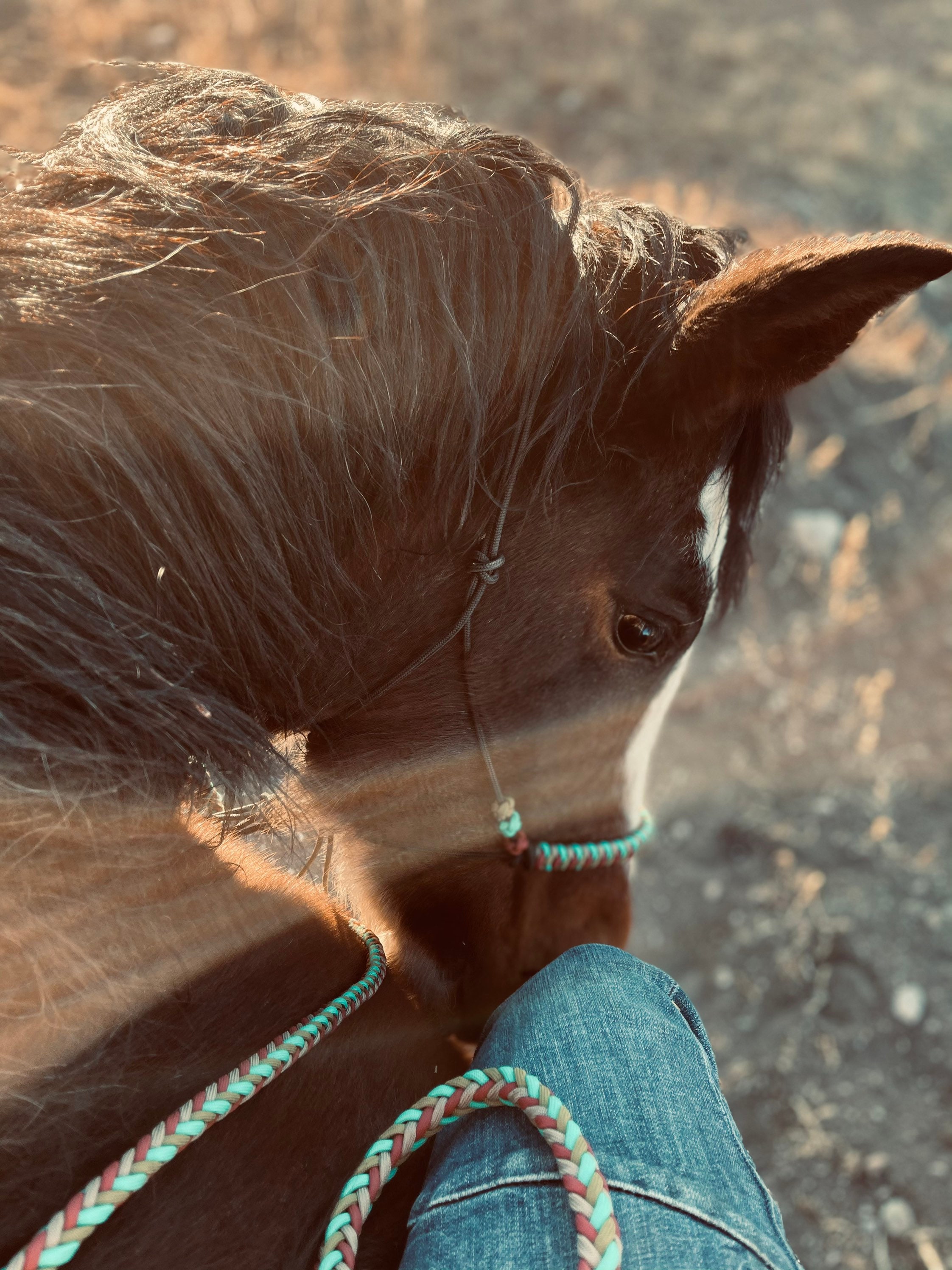 Thin stiff Rope Halter&Matching Lead-round braided noseband | Etsy