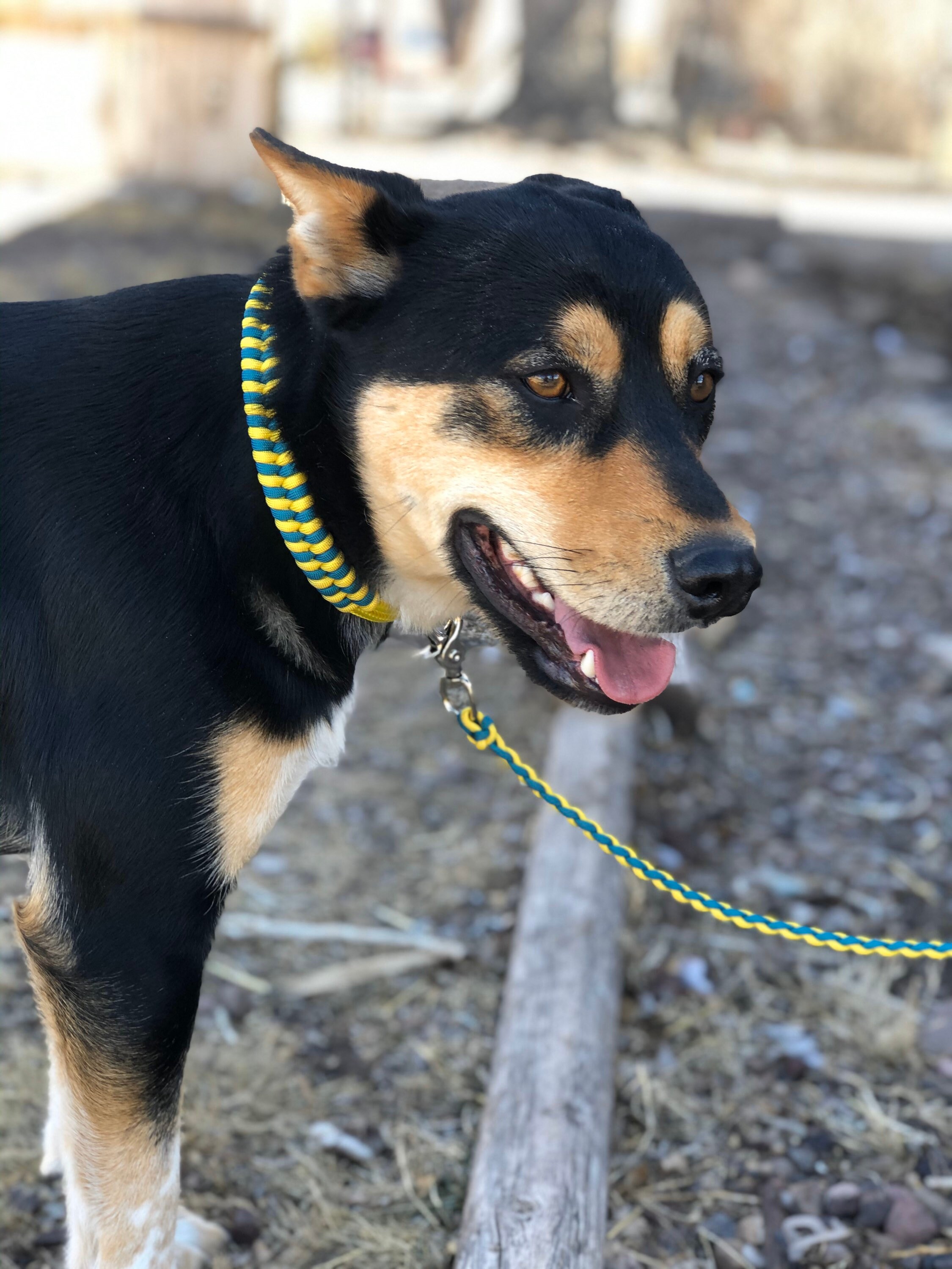 Rope Slip On ID Tag Collar Woven Paracord Overlay | Etsy