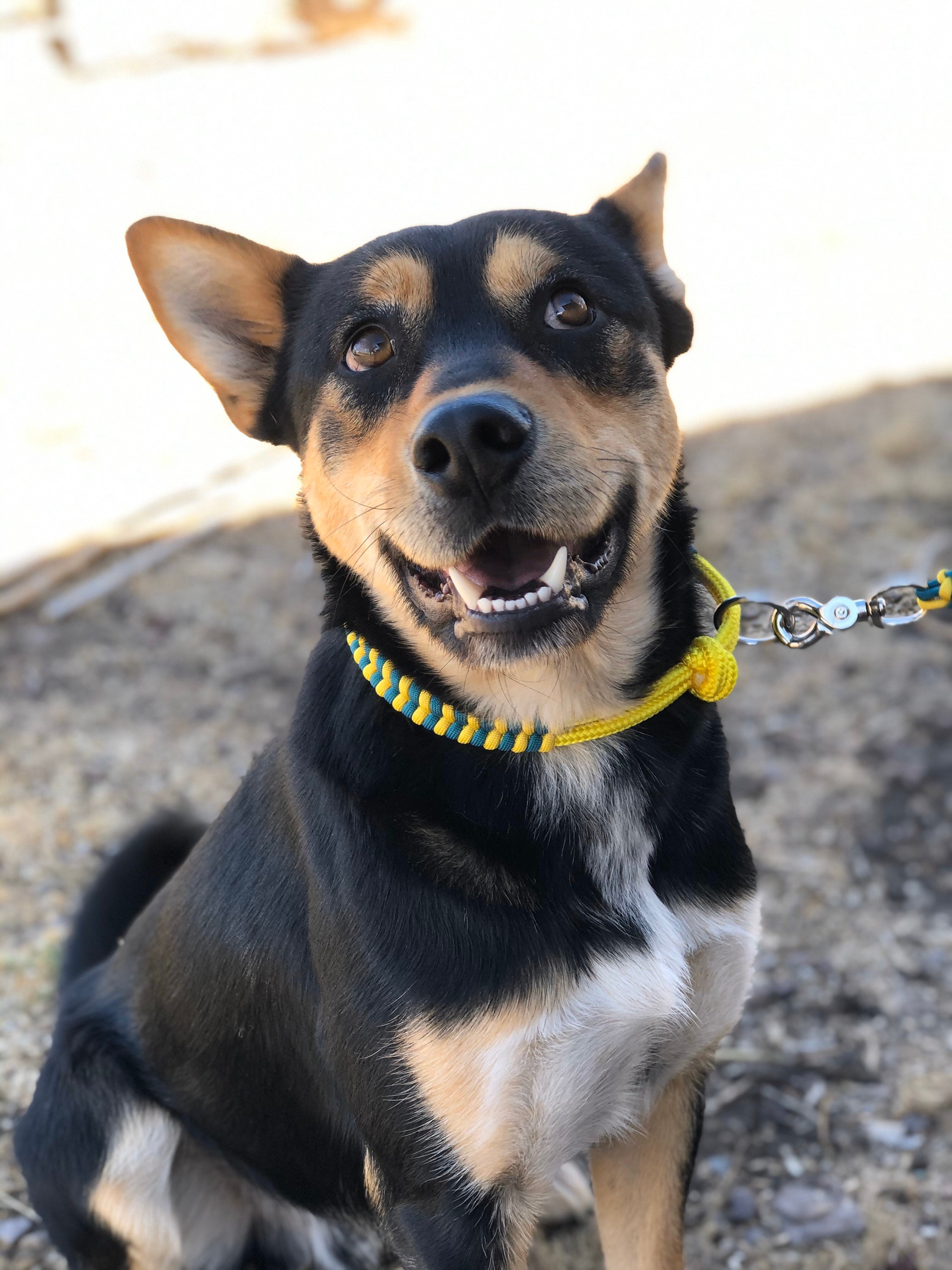 Rope Slip On ID Tag Collar Woven Paracord Overlay | Etsy