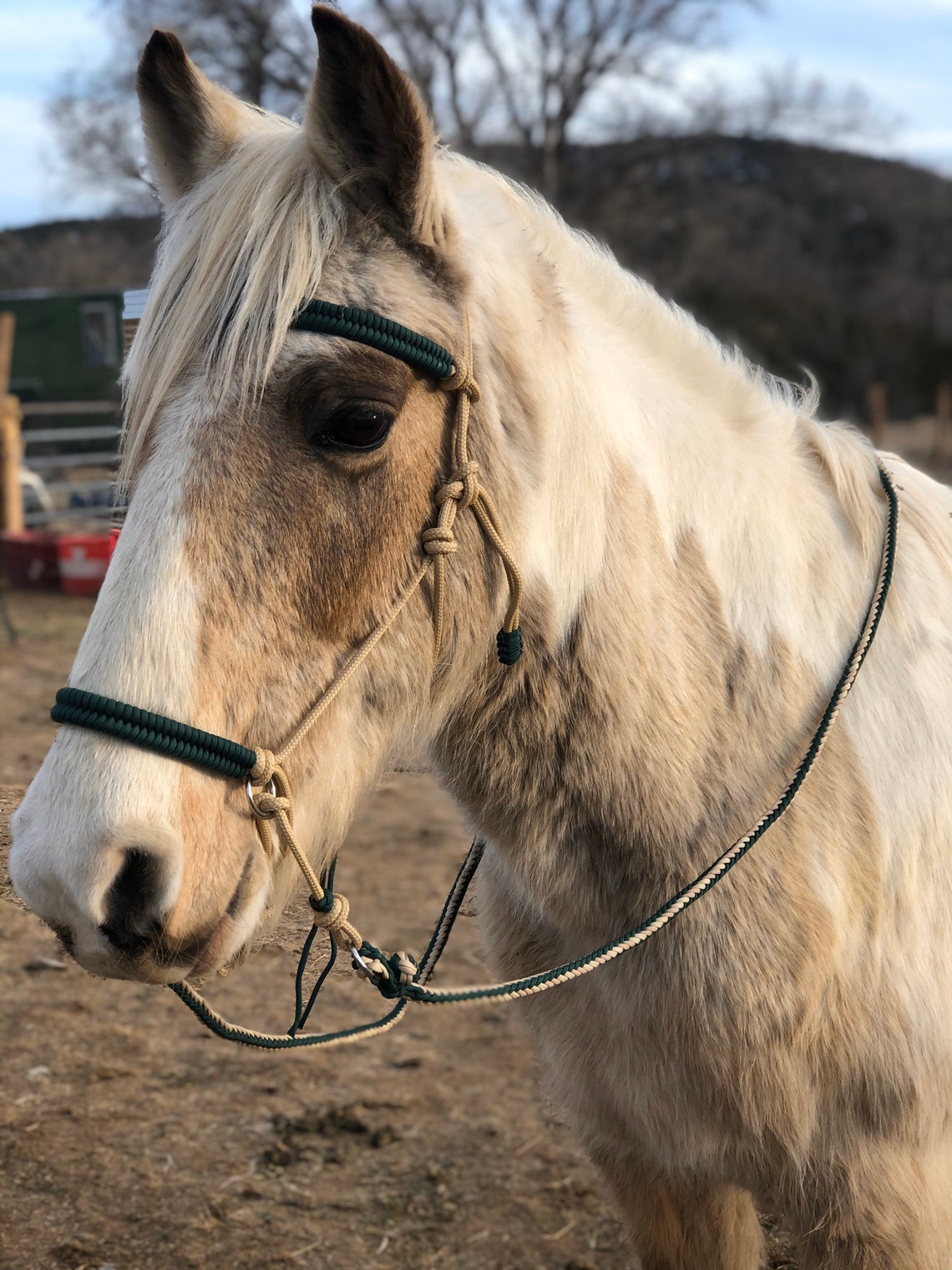 Soft Rope Halter Bitless Bridle Hackamore Woven Paracord | Etsy