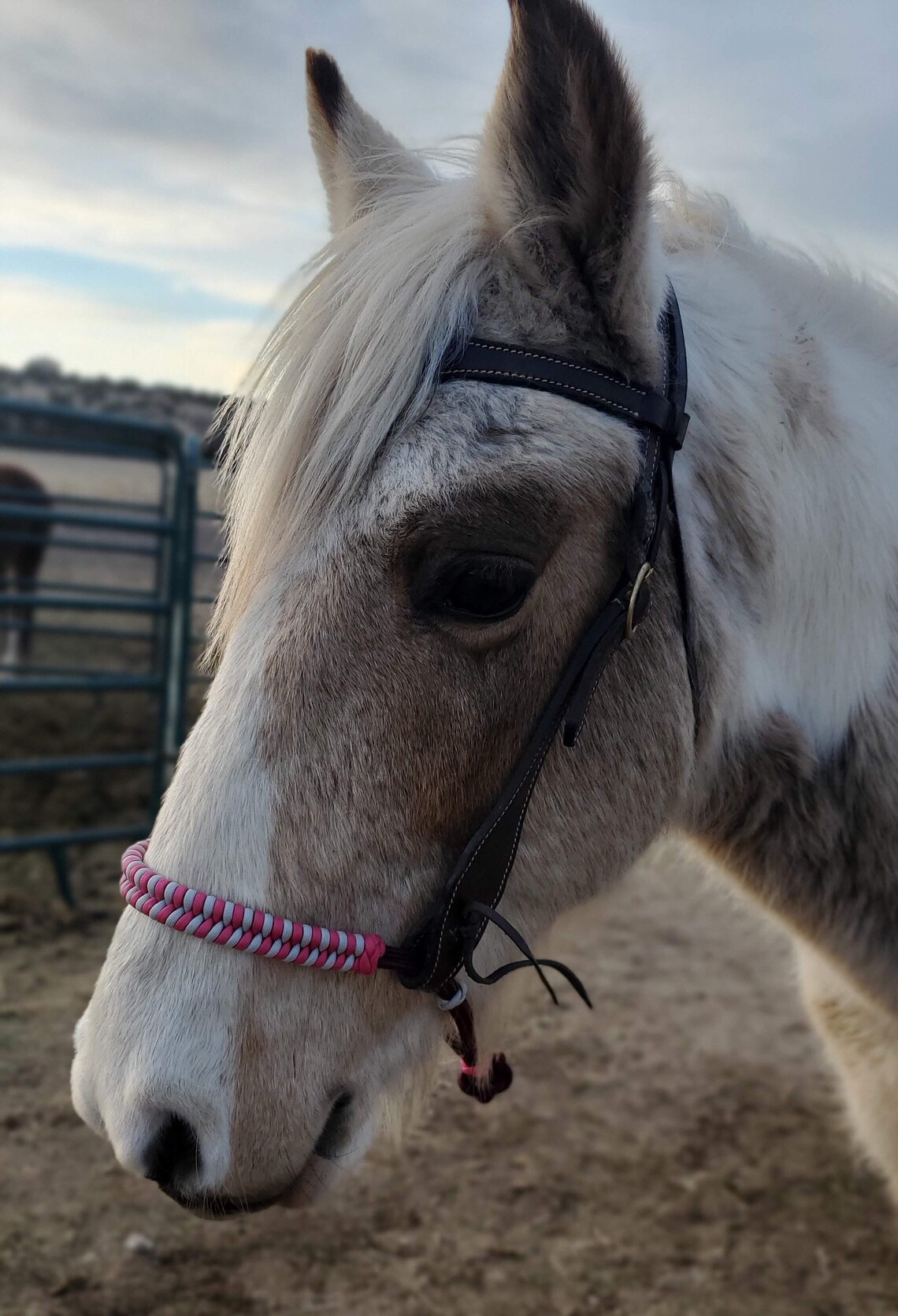Knotted Rope Bosal Bitless Riding Attachment- Woven Overlay - Etsy