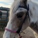 Knotted Rope Bosal Bitless Riding Attachment- Woven Overlay - Etsy