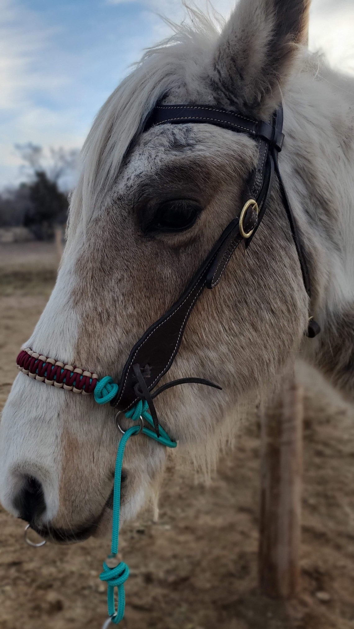 Knotted Stiff Rope Indian Hackamore Bitless Riding Attachment | Etsy