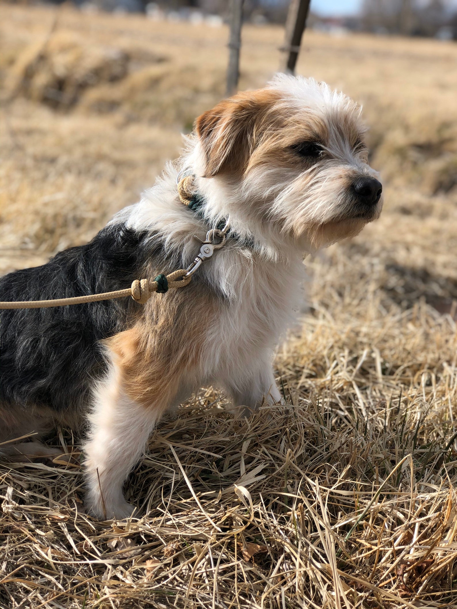Knotted Rope Hands-free Jogger Leash Woven Paracord Overlay | Etsy
