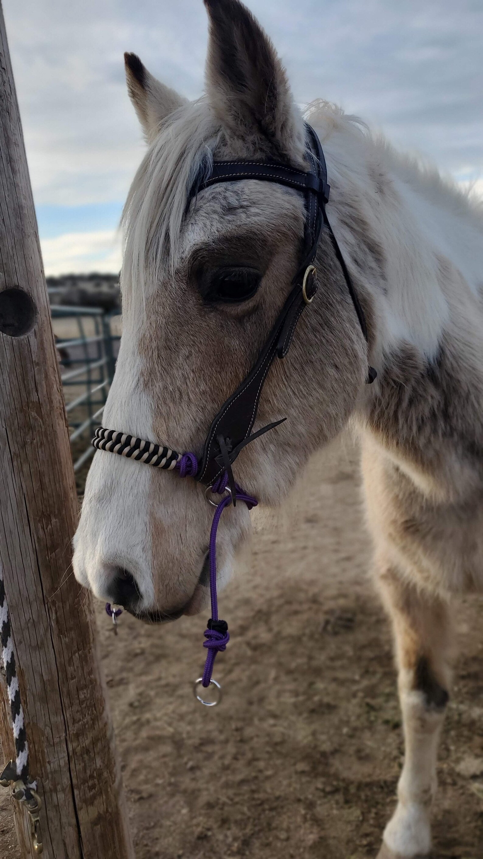 Knotted Stiff Rope Indian Hackamore Bitless Horse Riding | Etsy