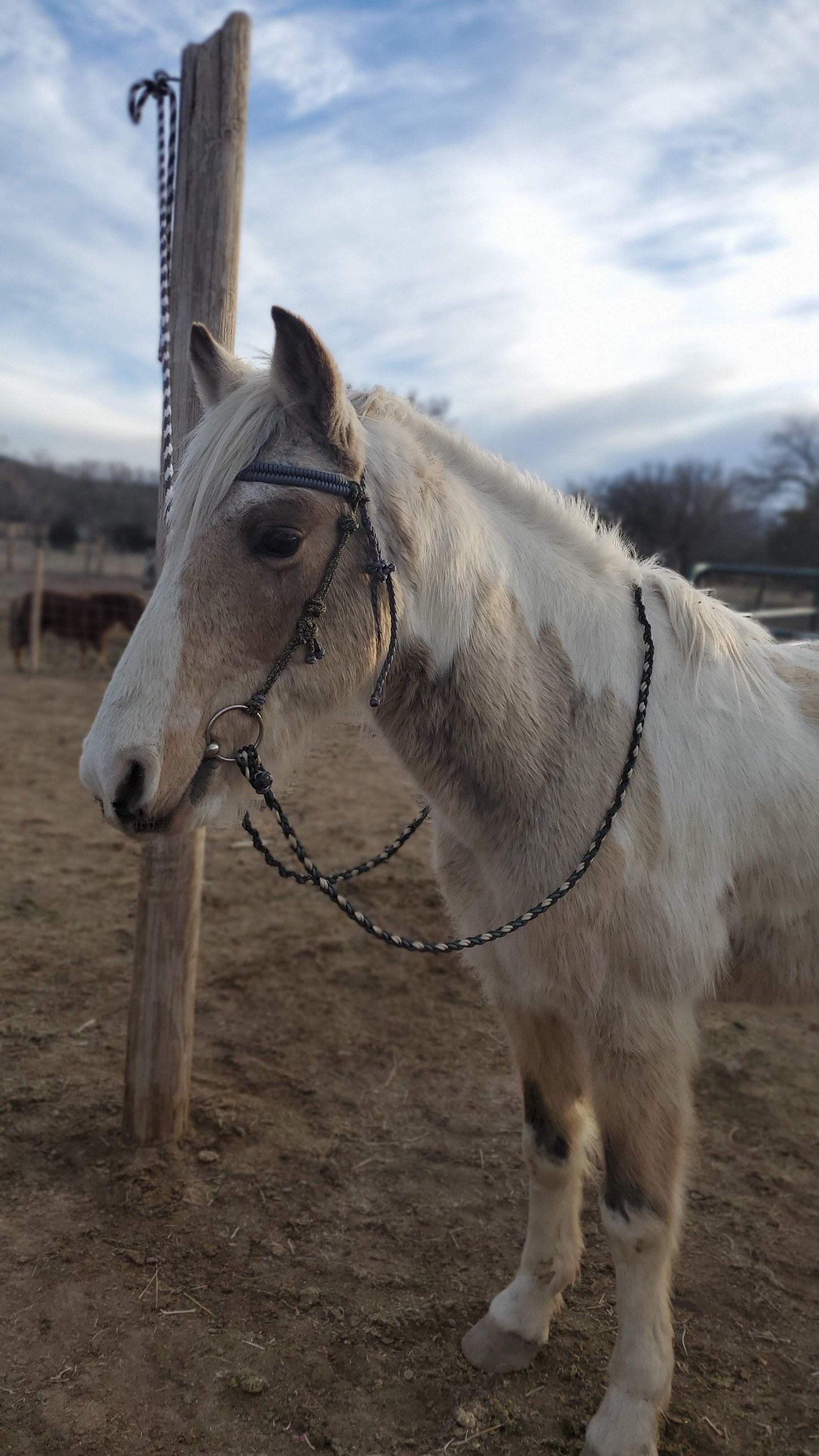 Knotted Rope Headstall Woven Paracord Overlay | Etsy