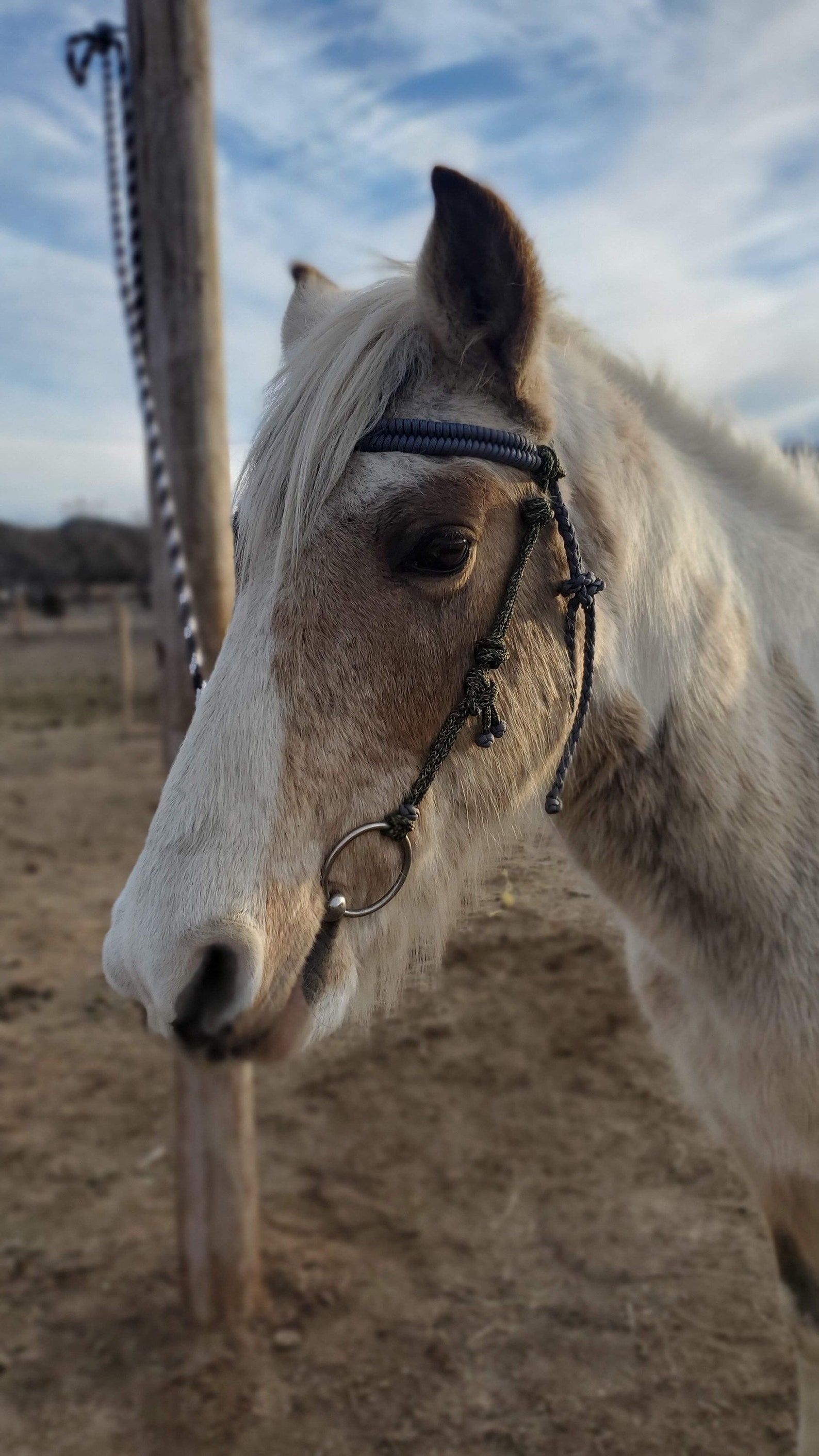 Knotted Rope Headstall Woven Paracord Overlay - Etsy