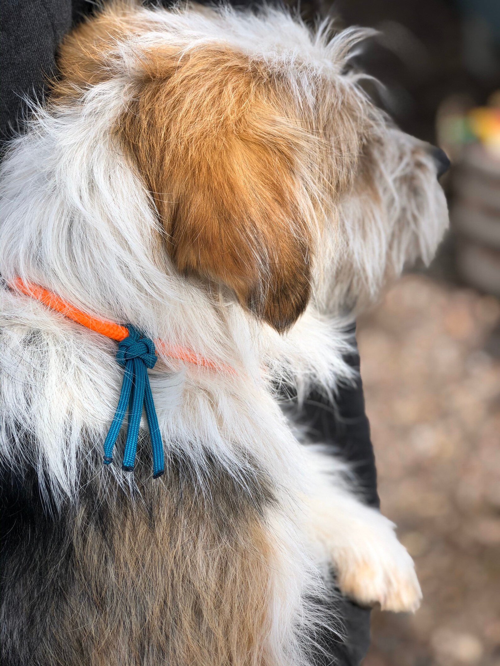 Knotted Rope Slip on ID Tag Collar With Paracord Details - Etsy