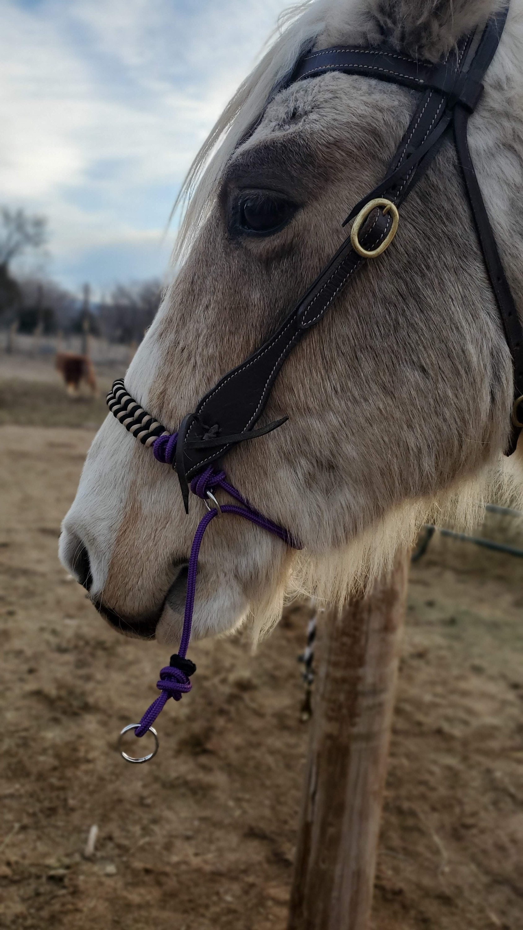 Knotted Stiff Rope Indian Hackamore Bitless Horse Riding | Etsy