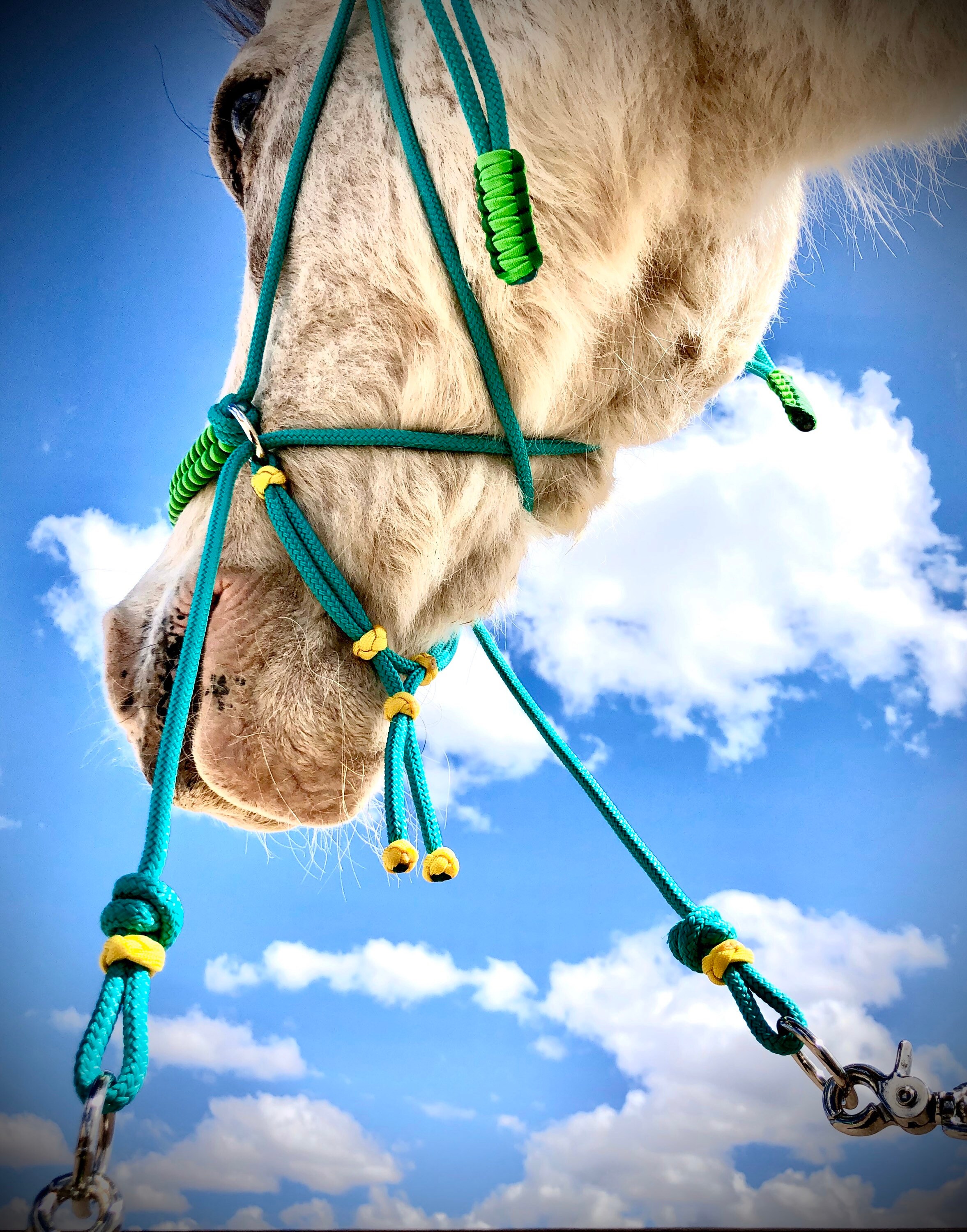 Soft Rope Cross Jaw Bitless Bridle Hackamore- Woven Paracord Overlay ...
