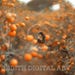 Fall Autumn Orchard Digital Backdrop Photography, Aurumn Road, Fall ...