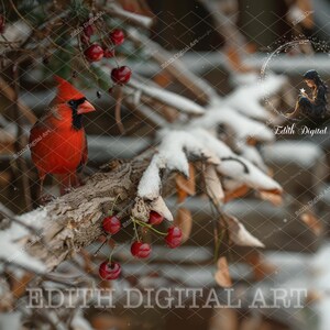 Christmas Digital Backdrop, Red Cardinal Bird on Snowy Branch ...