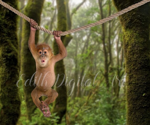 Jungle Monkey Hanging