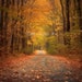 Autumn Digital Backdrop, Fall Backdrop Triails Photography Composite ...