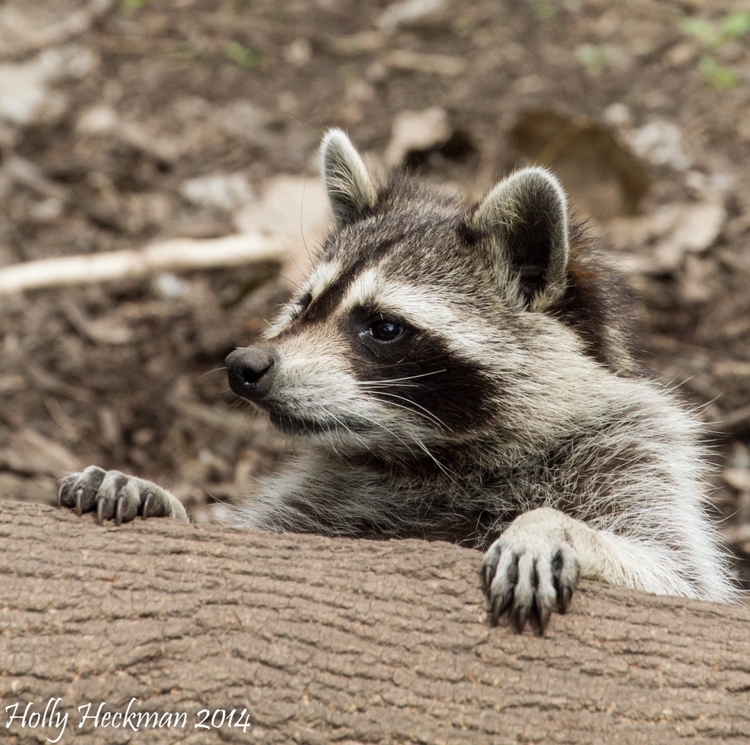 Raccoon Photography Raccoon Print Photography Art Print Home Decor Art ...