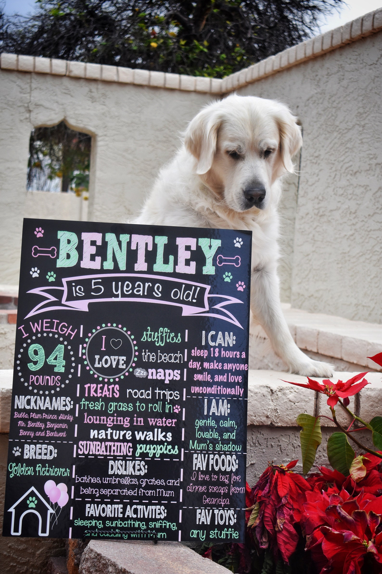Dog Chalkboard - Digital - Any Age - Puppy Chalkboard - Dog 6 Months ...