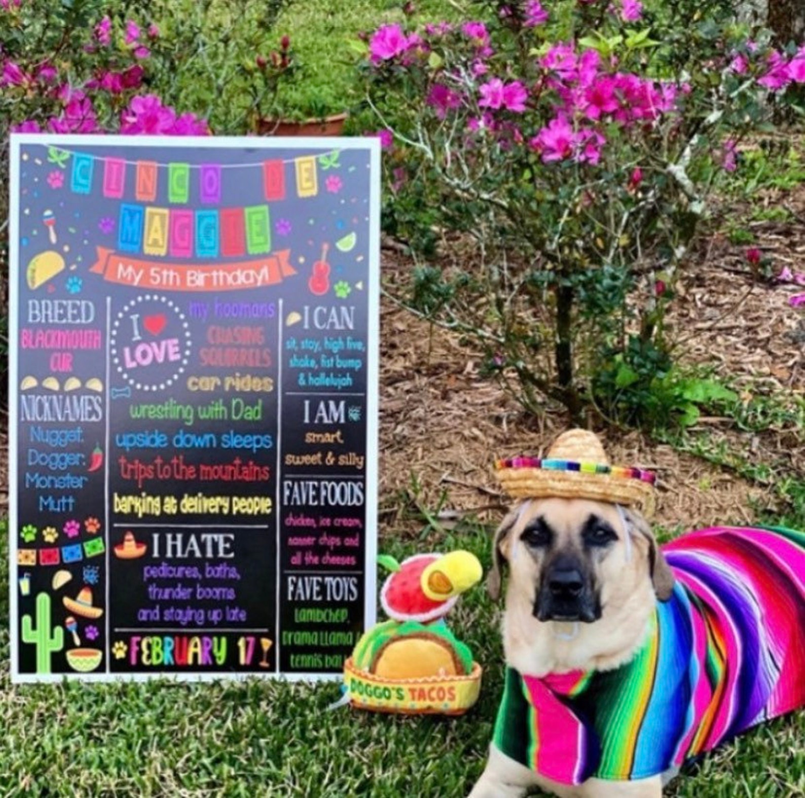 Fiesta Themed Dog Chalkboard - Print Yourself - Fiesta Birthday ...