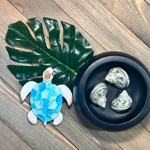 Turbo Bruneus Banded Shells (set of 3) - Etsy