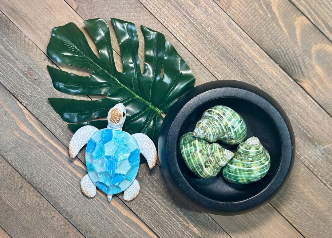 Polished Green Turbo Shells (set of 3) - Etsy