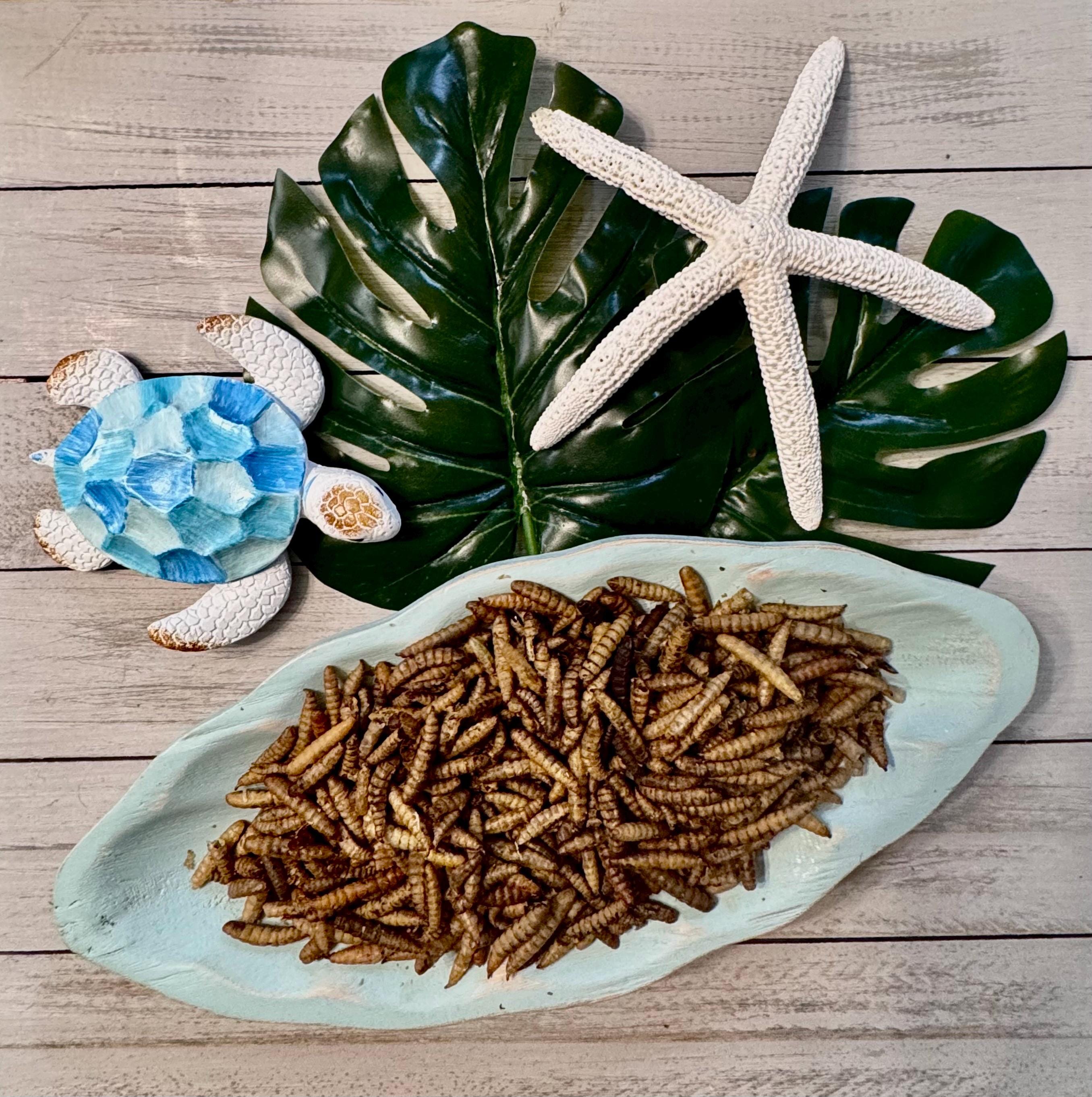 Larvae Crunch – Black Soldier Fly Larvae for Hermit Crabs - Etsy