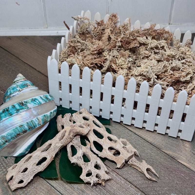 Mini Hermit Crab Shell - Etsy