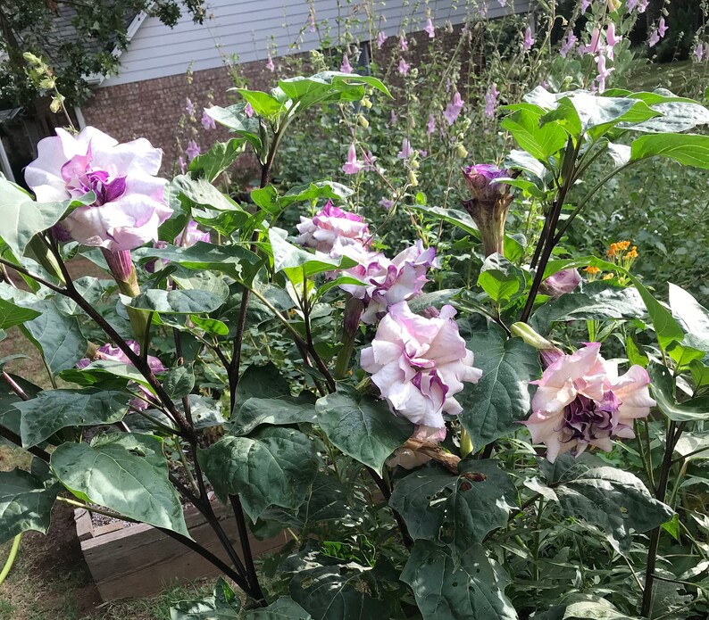 DATURA Double Purple Datura / Angel Trumpet / Devil's - Etsy