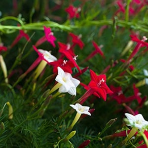 Cardinal Climber Vine MIX - Cypress Vine - Climbing Flowers, Trellis ...