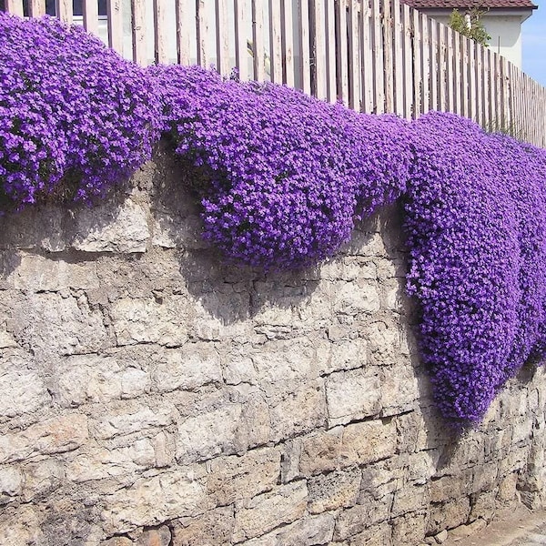 Aubrieta - Etsy