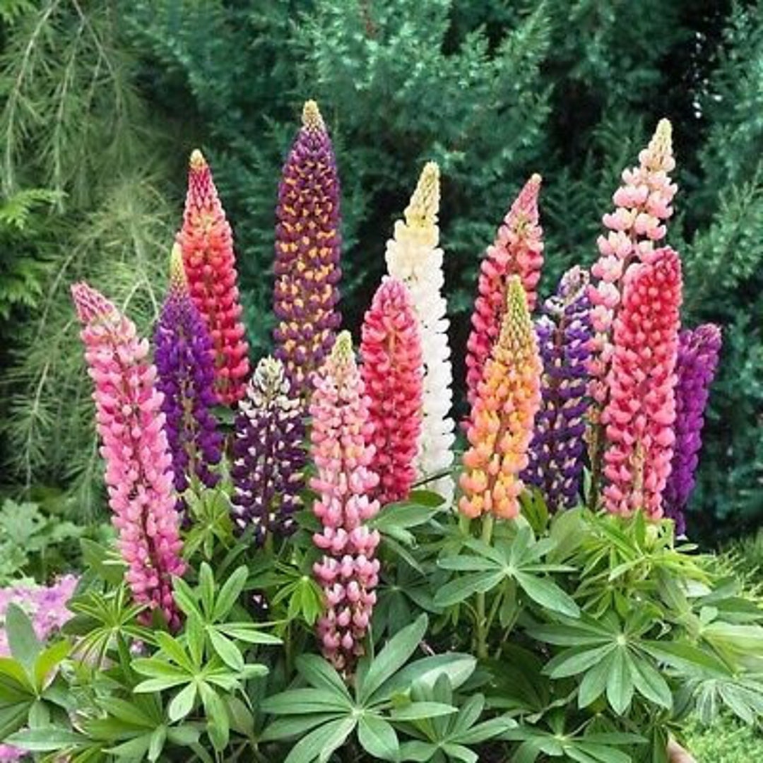Russell Lupine Mix Seeds, Wildflower 100 Seeds Giant - Etsy