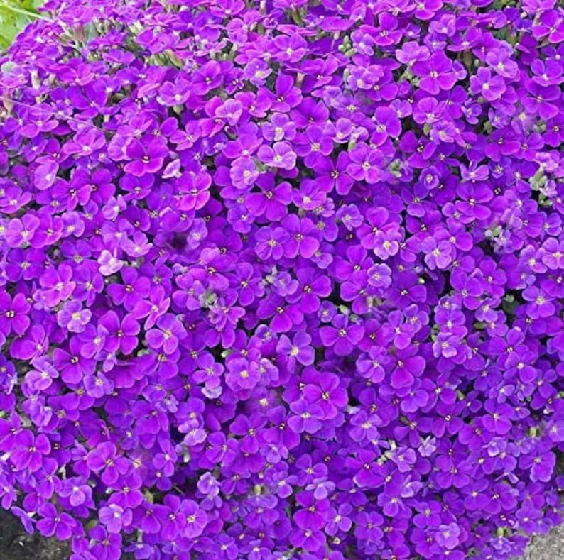 250+ AUBRIETA CASCADE PURPLE Seeds - Rockcress Cascade Purple Flower ...