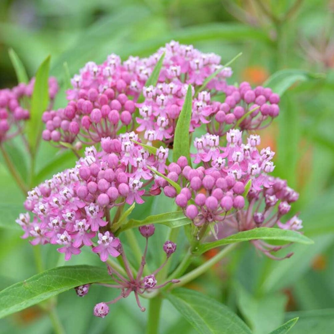 SWAMP/ROSE MILKWEED Seeds Monarch Butterflies Asclepias Incarnata - 100 ...