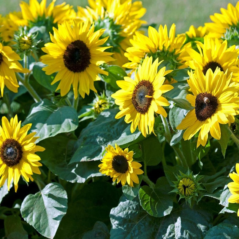 Sunflower- Dwarf Sunspot- 25 Seeds Helianthus Annuus Yellow - Etsy