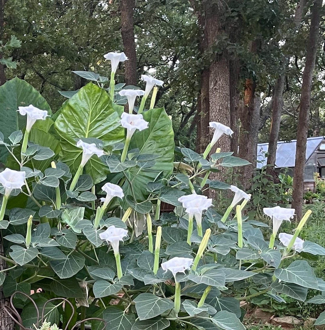 25+ Moonflower Seeds! Also Known as Moon Bush, Devil's Trumpet, Night ...