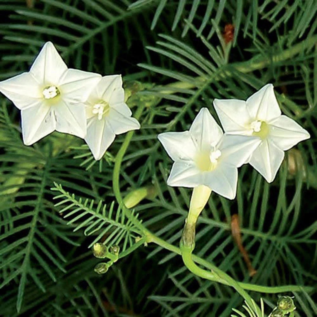 Cardinal Climber Vine White - Cypress Vine - Climbing Flowers, Trellis ...