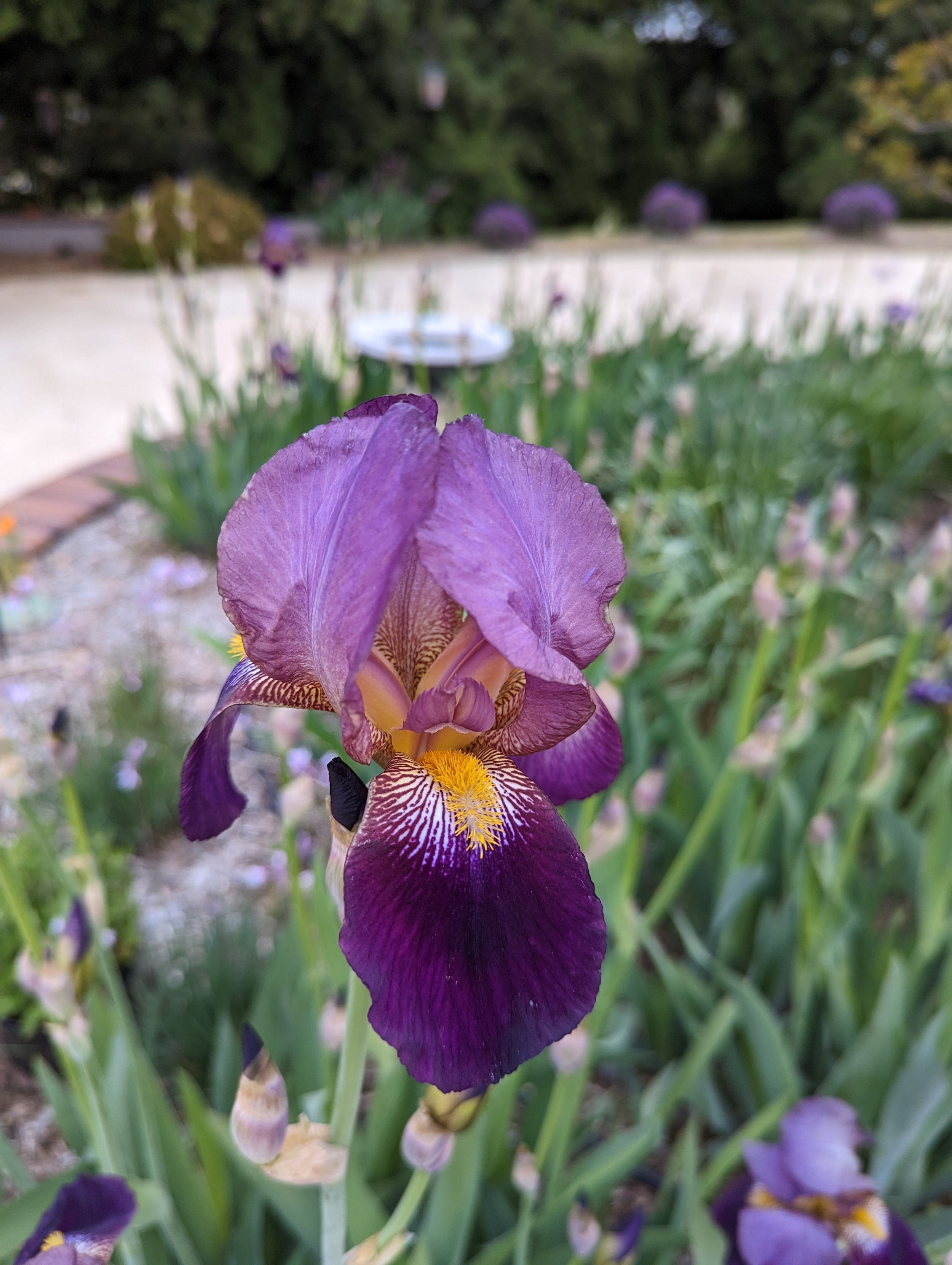 Purple Bearded Iris