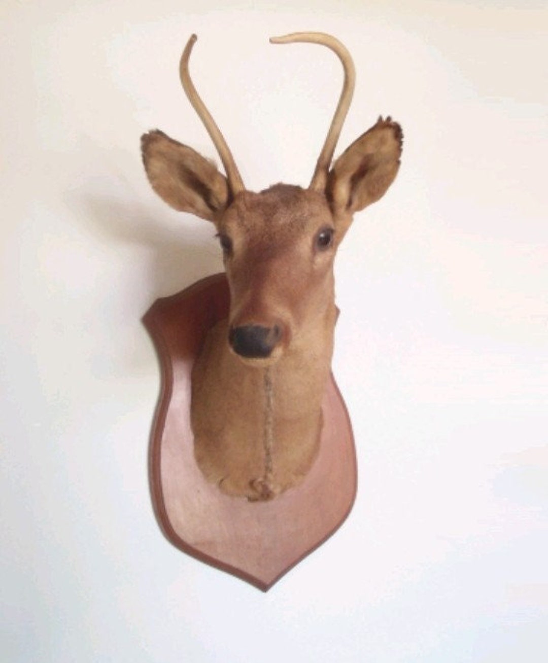 Vintage Deer Taxidermy Mount/ Buck Deer Mounted/ Rustic Cottage Cabin ...