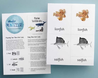 3-part Cards: Marine Invertebrates (printable PDF) - Etsy