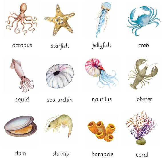 Invertebrates Pictures Printable