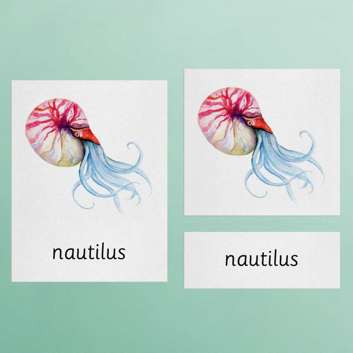 3-part Cards: Marine Invertebrates (printable PDF) - Etsy