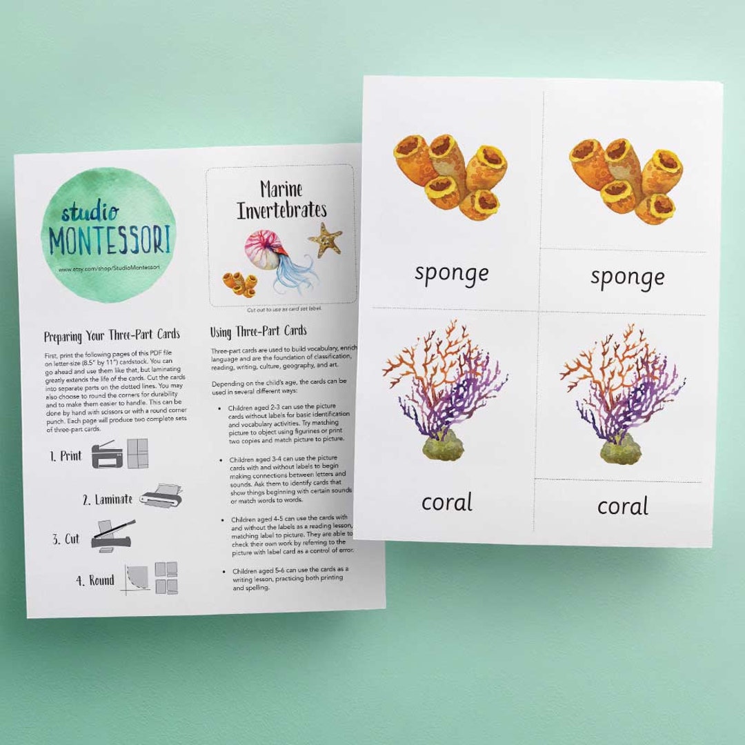 3-part Cards: Marine Invertebrates (printable PDF) - Etsy